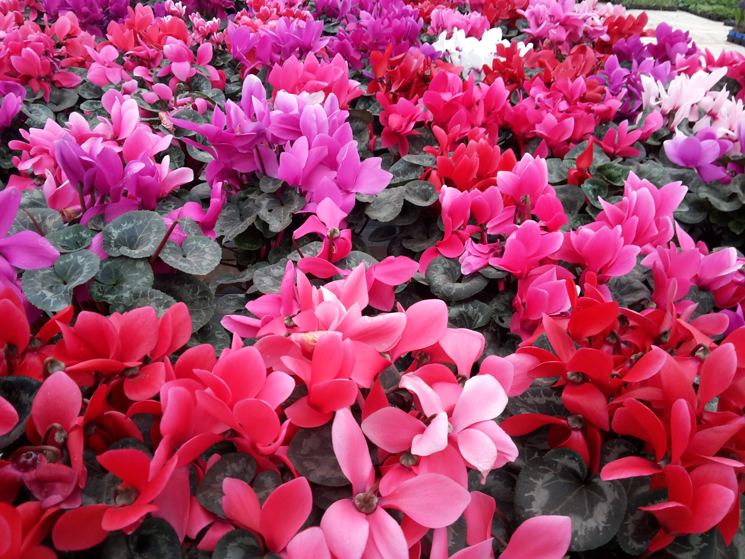 Ciklama | Vrtni centar Petrović